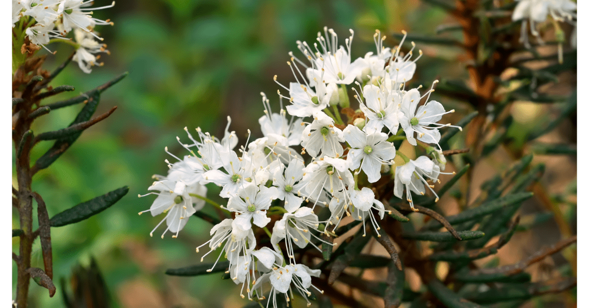 Ledum palustre | IQ Materia Medica