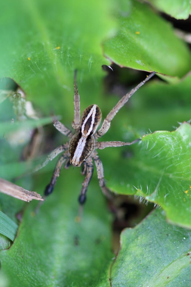 Tarentula hispanica | IQ Materia Medica
