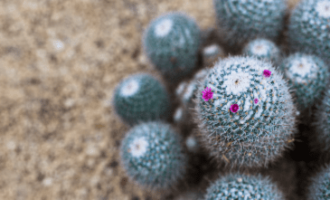 Coccus cacti | IQ Materia Medica
