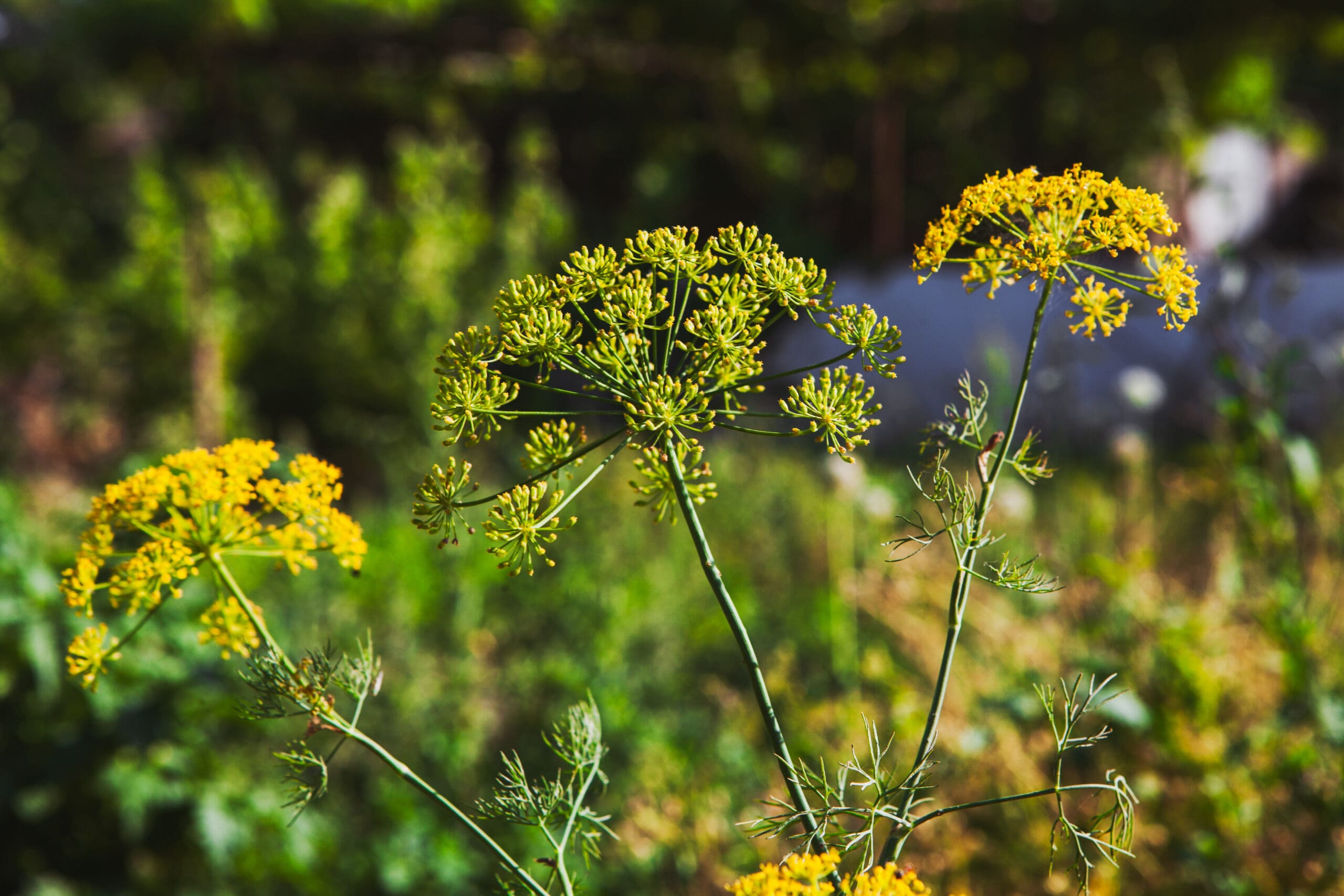 Ferula assa-foetida | IQ Materia Medica
