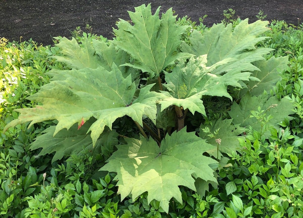 Rheum palmatum | IQ Materia Medica