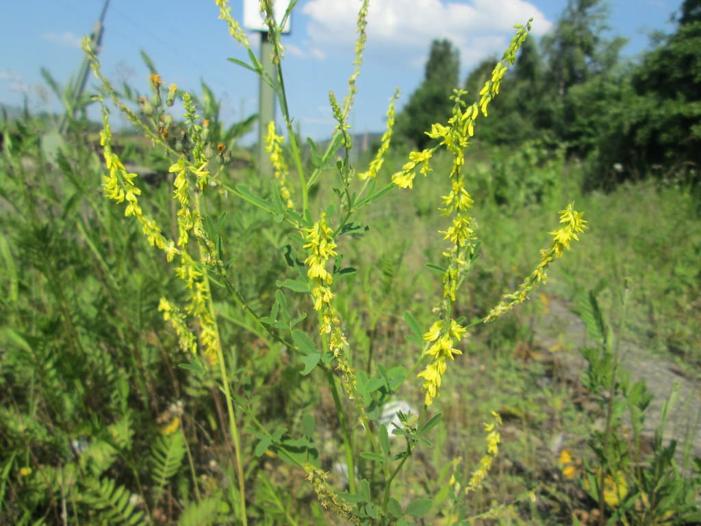 Melilotus officinalis | IQ Materia Medica