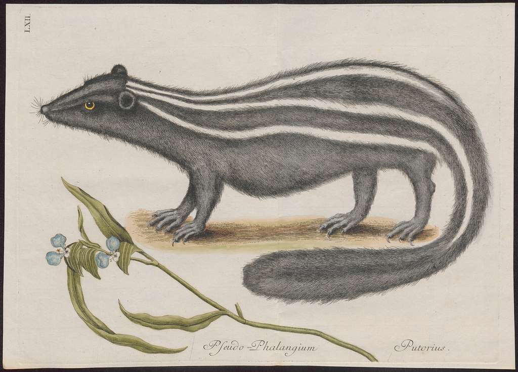 Mephitis putorius | IQ Materia Medica