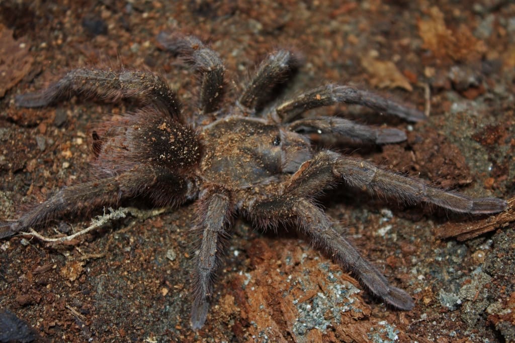Mygale lasiodora | IQ Materia Medica