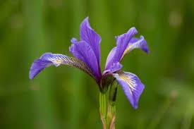 Iris versicolor | IQ Materia Medica